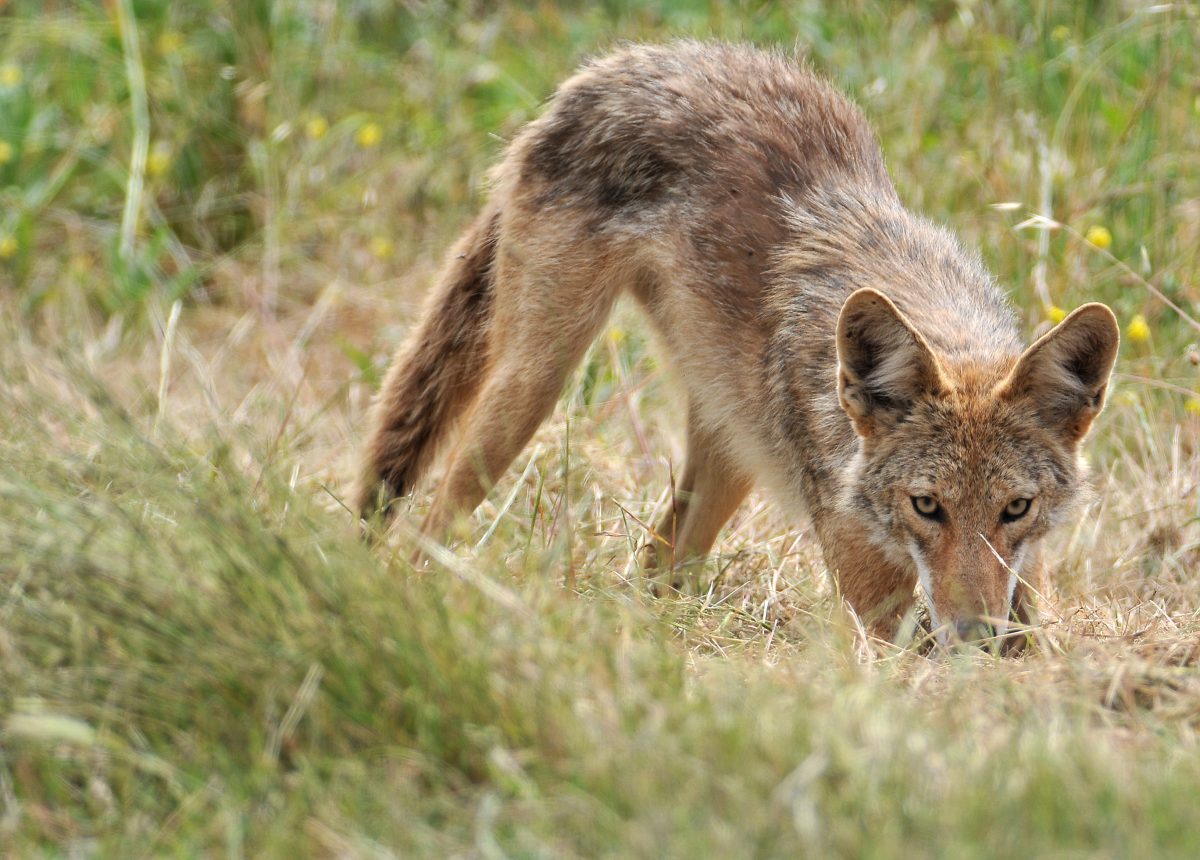 Digging A Gopher - Coyote Proof